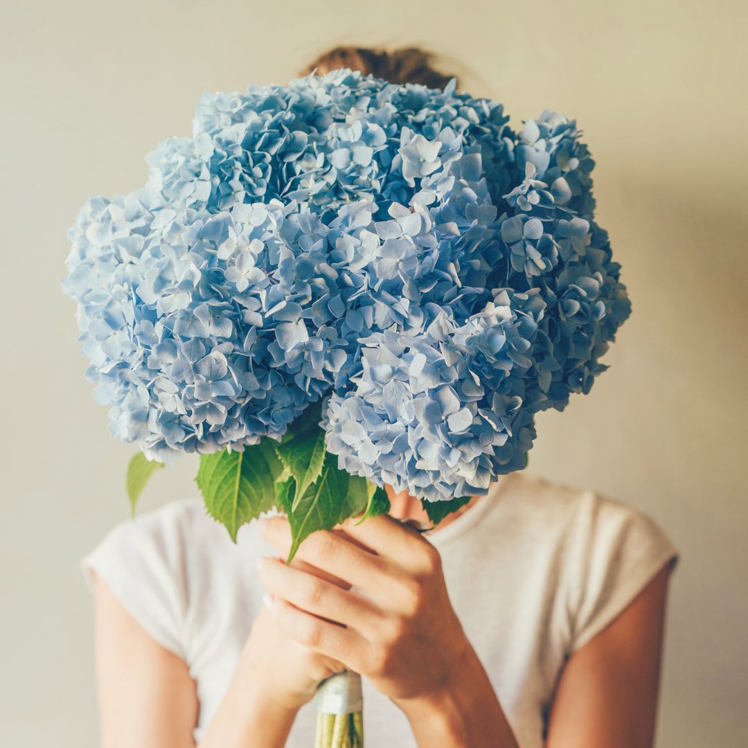 ROSEPETALS.ie | Shop Hydrangea Petals | Natural, Real Petals